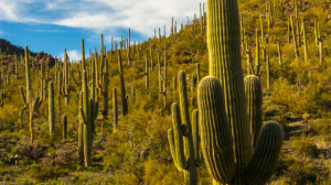 10 Top Tucson Attractions – Forbes Travel Guide Stories
