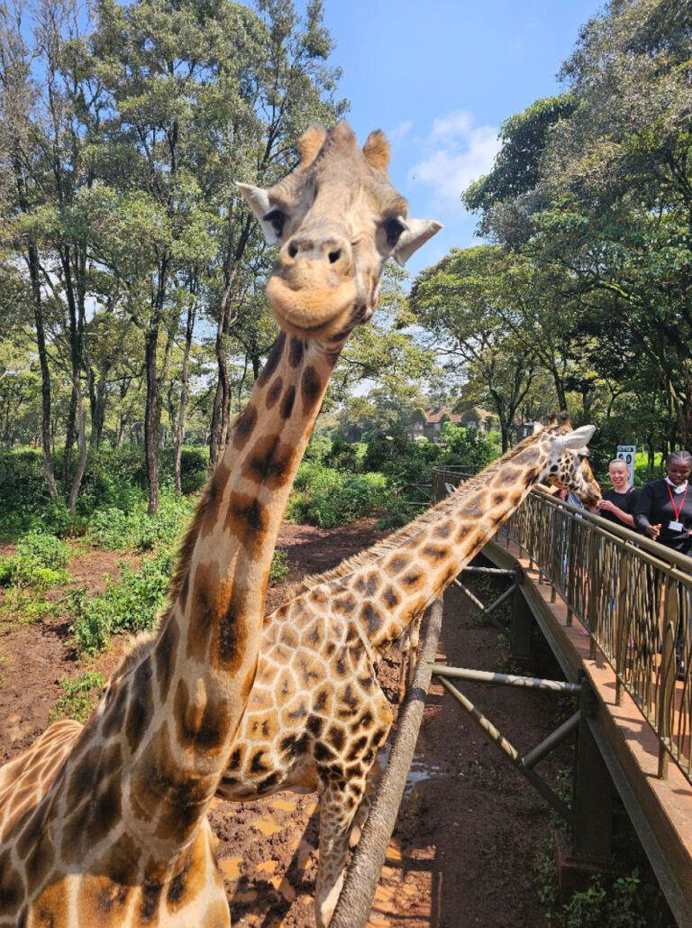 Discover The Hidden Gems Of Nairobi’s Exclusive Giraffe Manor – Forbes ...